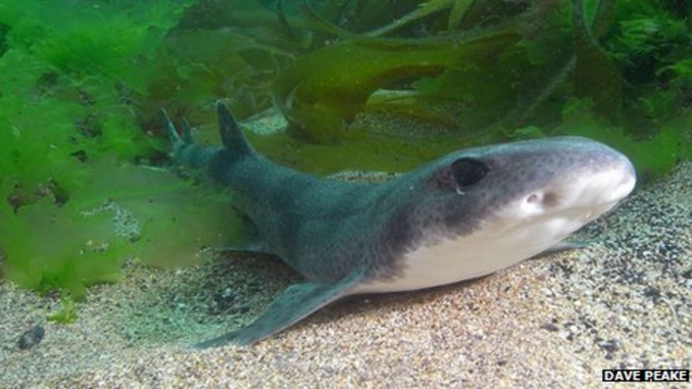 Shark identification training for fishermen - BBC News