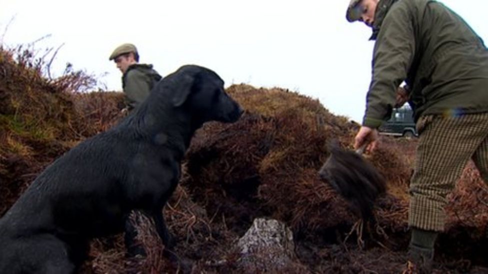 New gamekeepers in strong demand - BBC News