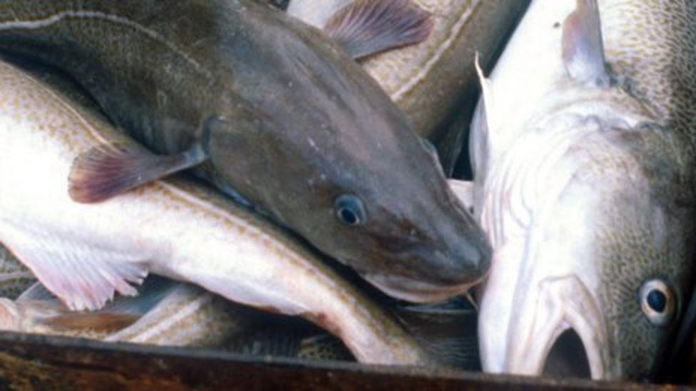 North Sea cod can be eaten with 'clear conscience' - BBC News