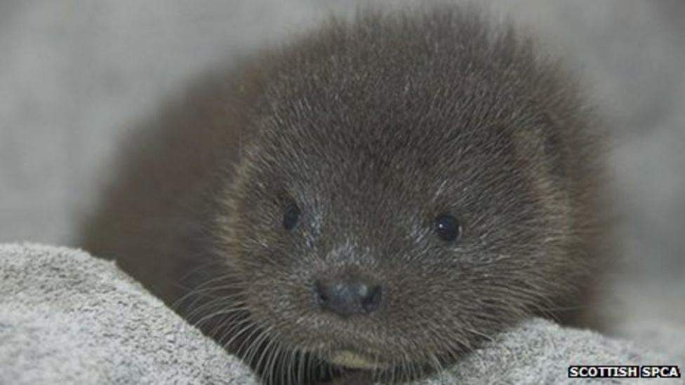 'Near death' otter pup Cally in recovery after being found near ...