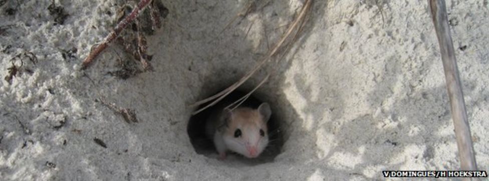Mouse burrowing 'in their genes' - BBC News