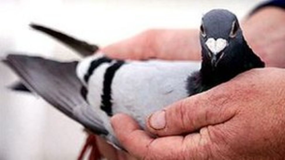 Dozens of pigeons killed in Balerno break-in - BBC News