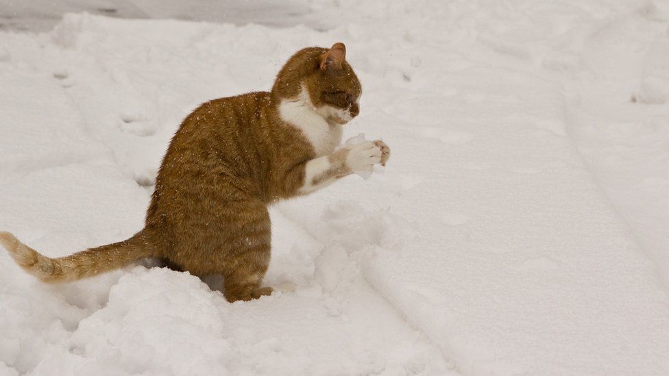 Your brilliant snow pictures - BBC Weather