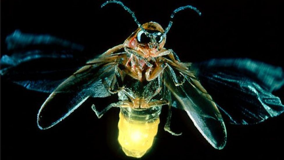 Anglesey: 'How we photographed a bioluminescence sea sparkle' - BBC News