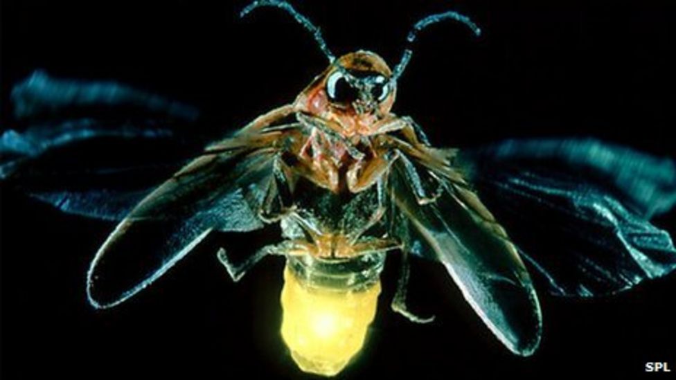 The light fantastic: Harnessing Nature's glow - BBC News