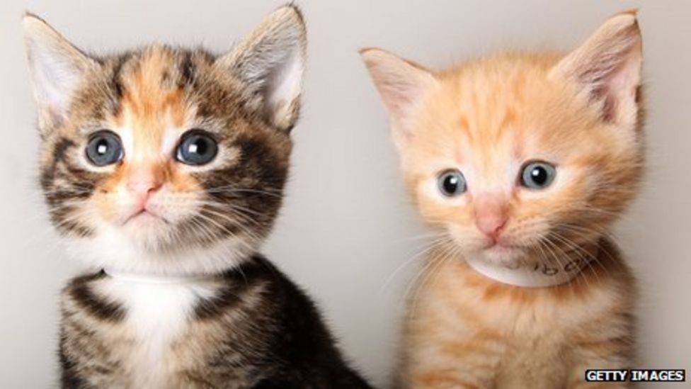 Vine: Six things people have learned about six-second video in a week ...