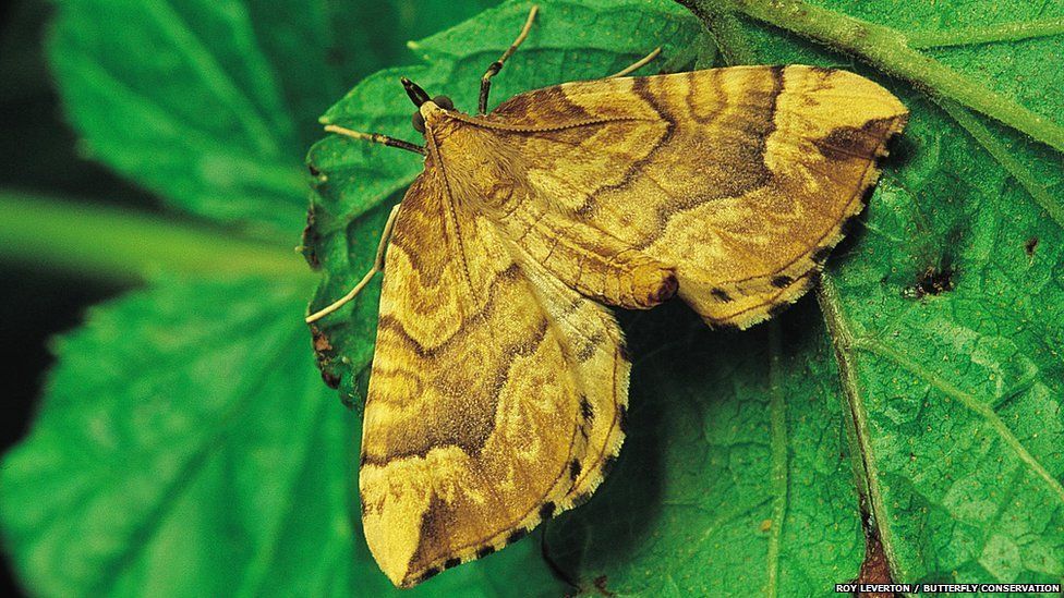 Pictures: Ups and downs for UK moths - BBC Newsround