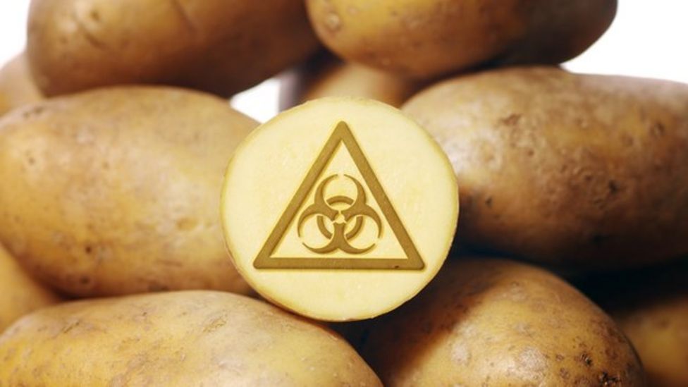 Hot potatoes! BASF drops GM spud plans in EU - BBC News