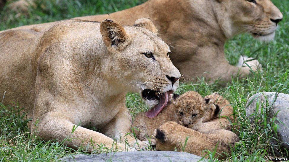 Check out these lion triplets born in Colombia - BBC Newsround