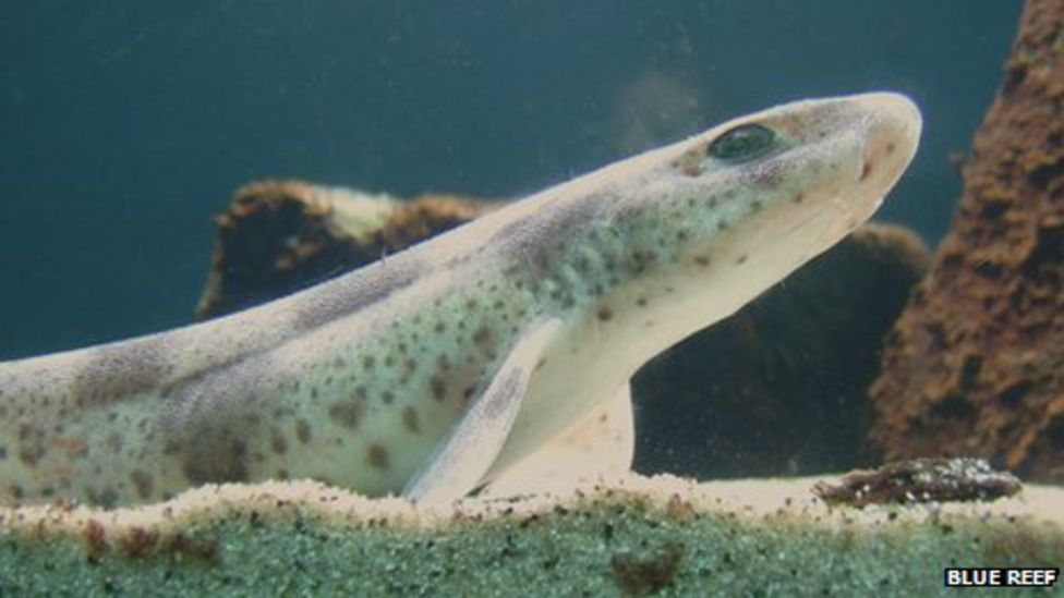 Baby catsharks boom for Newquay aquarium - BBC News