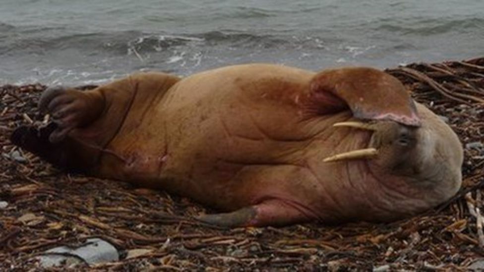 Arctic walrus spotted in North Ronaldsay and Sanday - BBC News