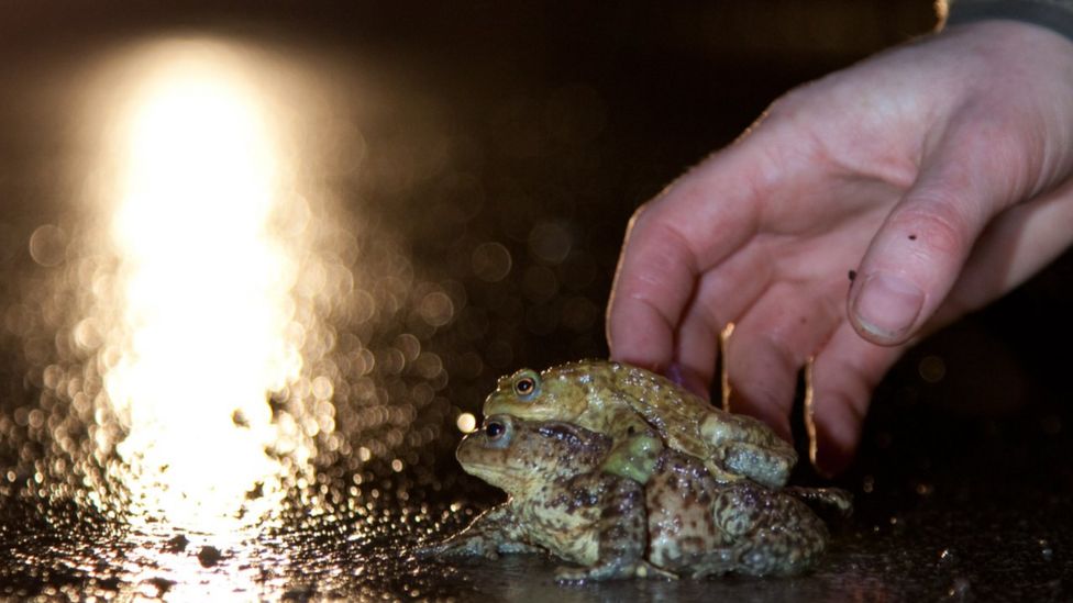 Toad survives six months in Asda compost bag - BBC News