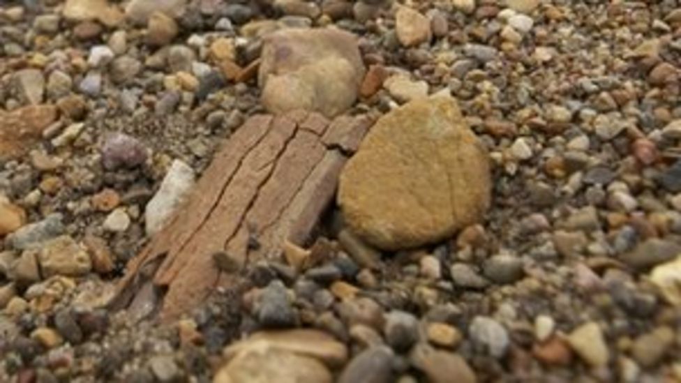 Giant camel fossil found in Arctic - BBC News