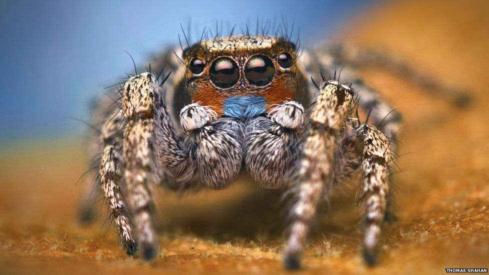 Pictures: Arizona's amazing jumping spiders! - BBC Newsround