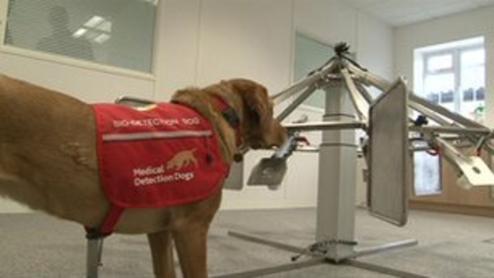Medical Detection Dogs train animals to 'sniff out' breast cancer - BBC ...