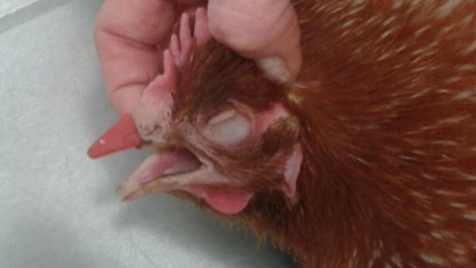 Beaky Becky: The bird with a new prosthetic beak - BBC News