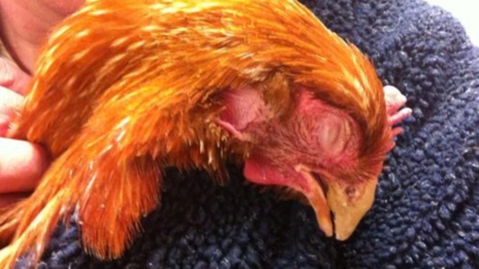 Beaky Becky: The bird with a new prosthetic beak - BBC News