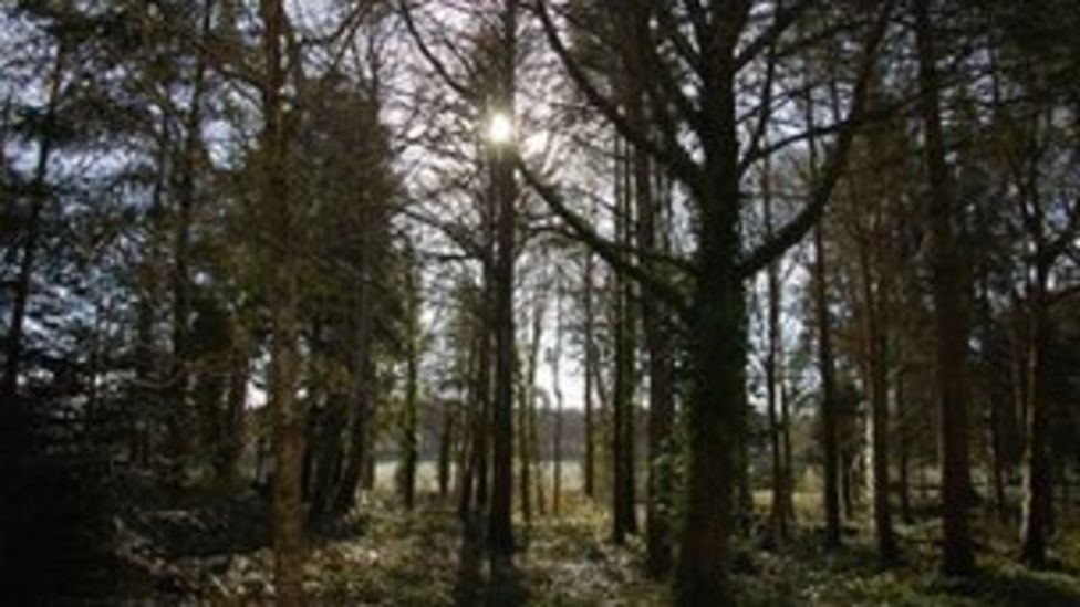 Cornish trees for replica of the Mayflower - BBC News