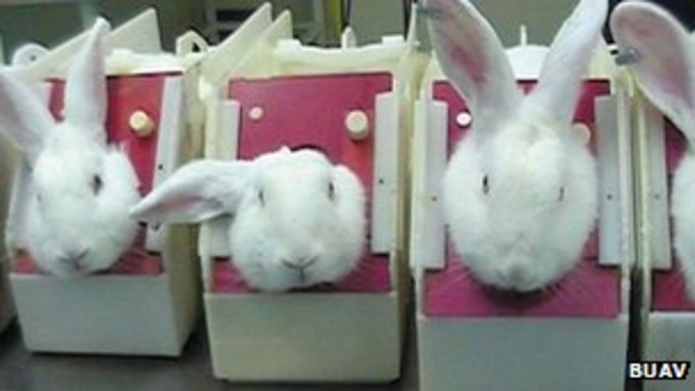 Leaping Bunny looks beyond animal cosmetics test ban - BBC News