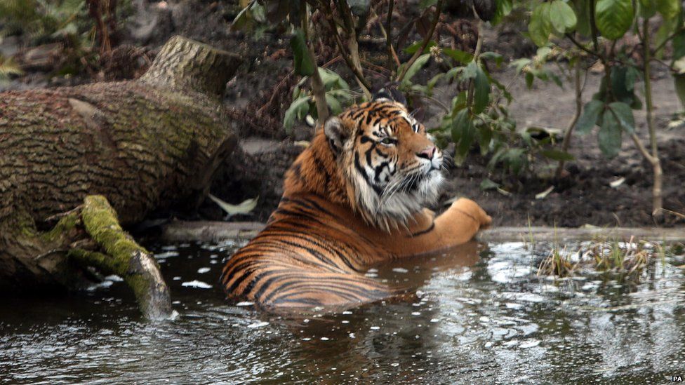 In pictures: Prince Philip up-close with London Zoo tigers - BBC News