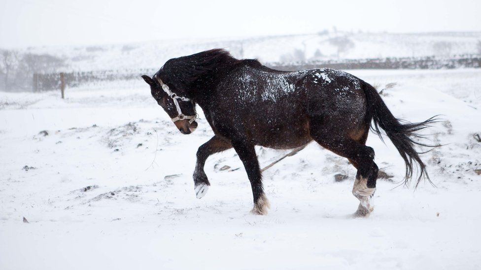 Your photos of the snow - BBC Weather