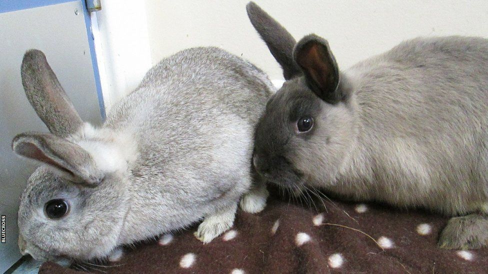Real-life Easter bunnies in need of a new home - BBC Newsround