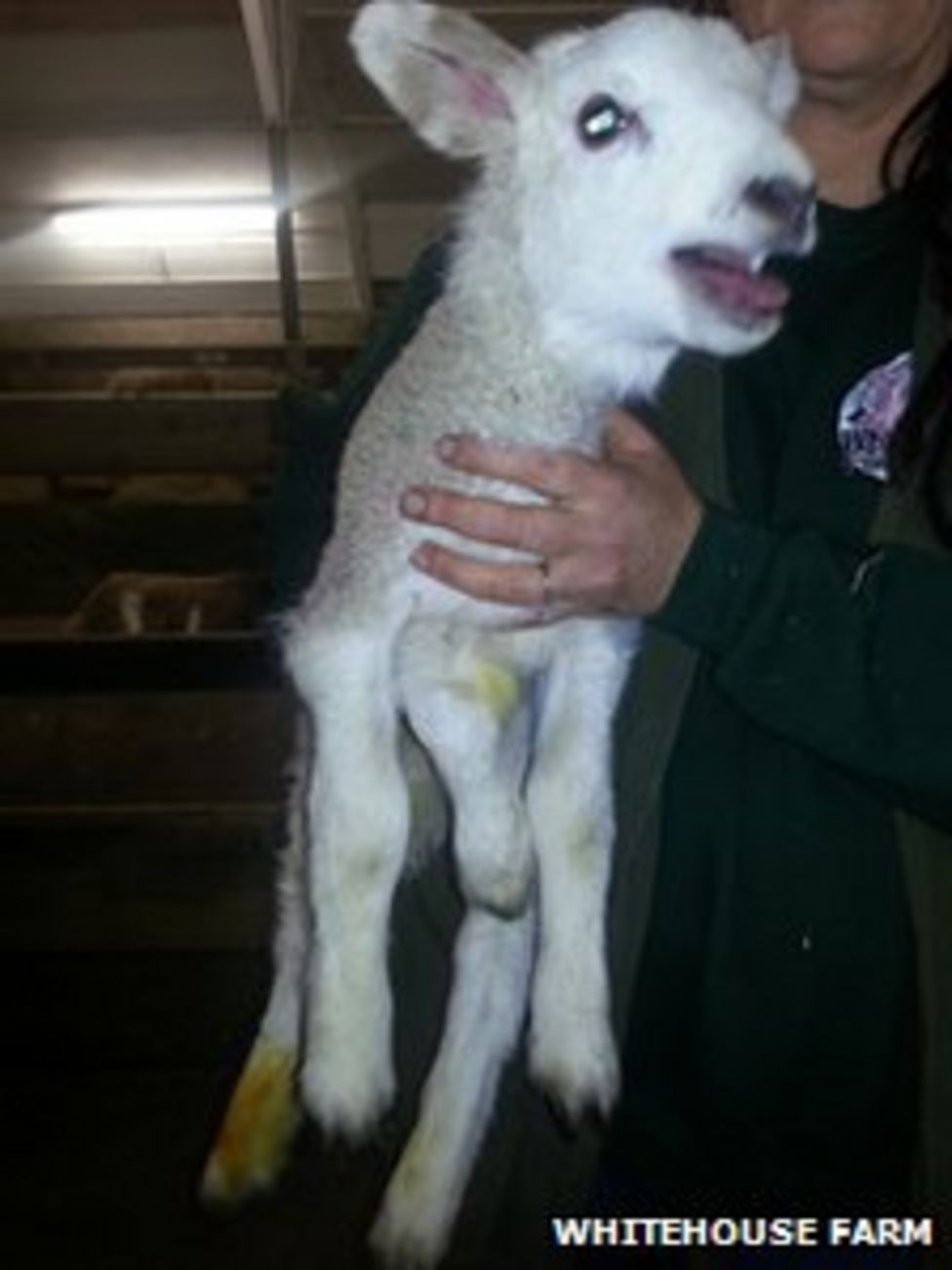 Five-legged lamb born at Whitehouse Farm, Morpeth - BBC News