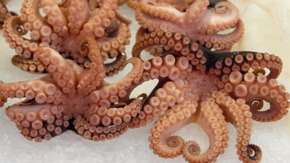 Scientists say female octopuses can stretch the furthest - BBC Newsround