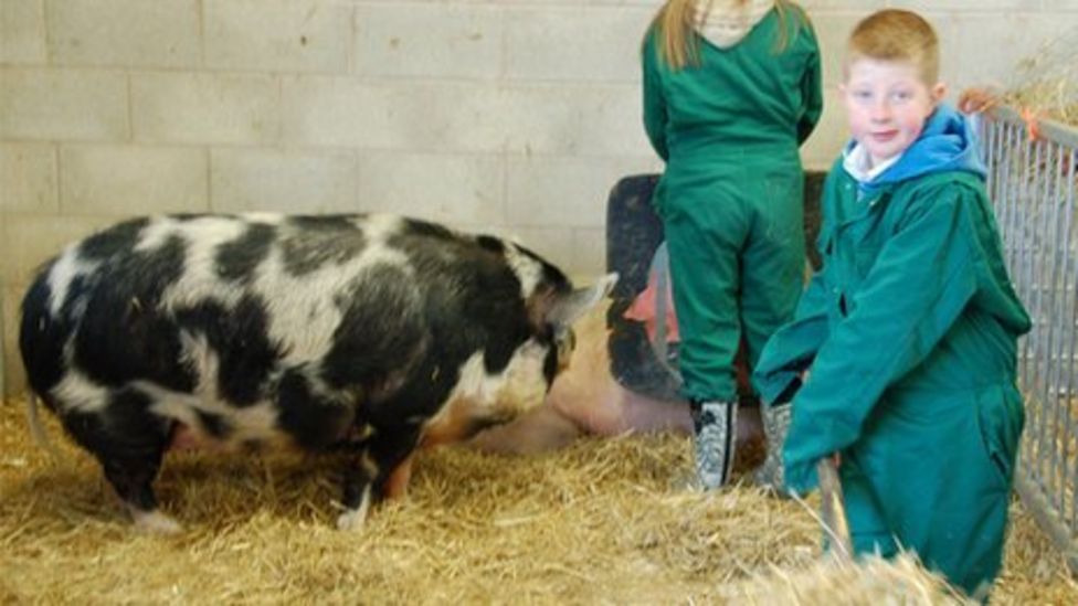 School farms and eating animals you have cared for - BBC News