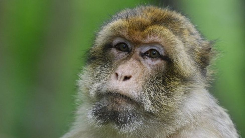 Monkey leaders and followers have 'specialised brains' - BBC News