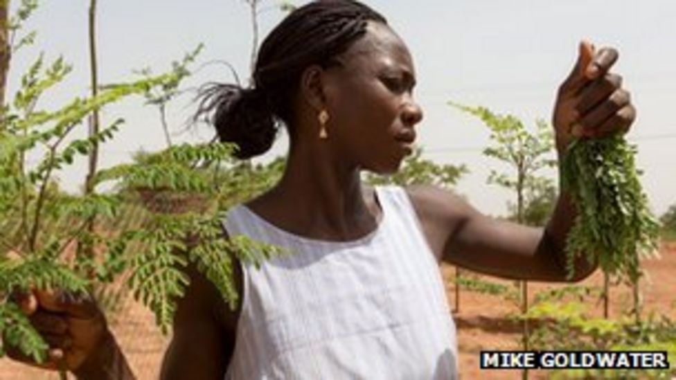 Using tree food recipes to fight off malnutrition - BBC News