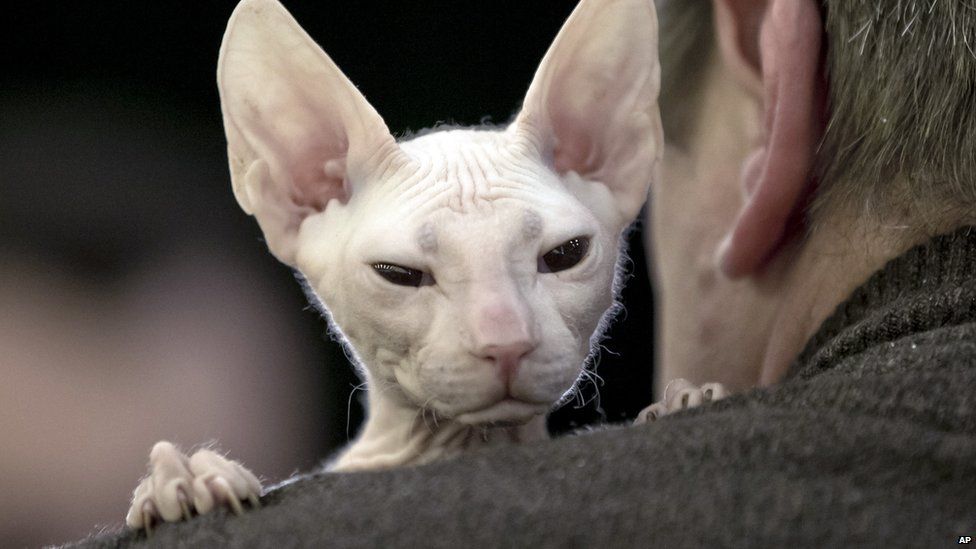 International cat beauty contest held in Romania - BBC Newsround