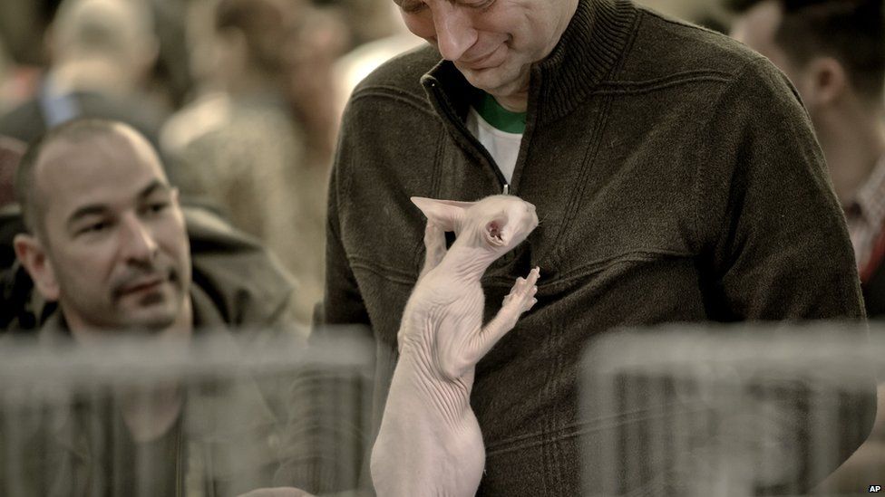 International cat beauty contest held in Romania - BBC Newsround