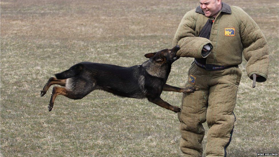 In Pictures: National police dog trials - BBC News