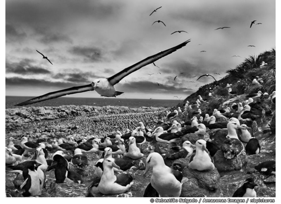 Sebastiao Salgado's Genesis - BBC News
