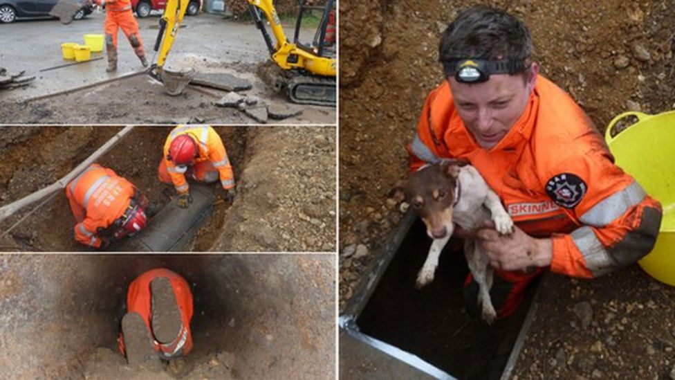 Dog stuck in drain for four days rescued by firefighters - BBC News