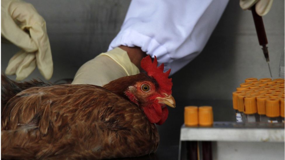 Bird flu 'danger zones' mapped - BBC News