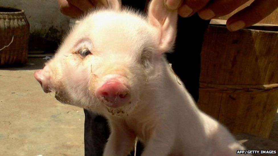 Pig with two heads is born in China - BBC Newsround