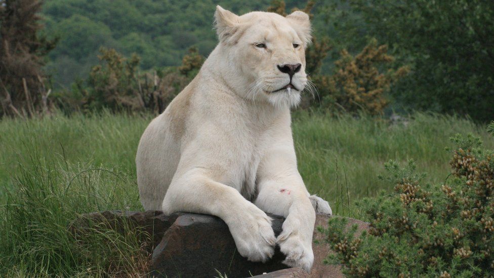 In pictures: 40 years of the West Midland Safari Park - BBC News