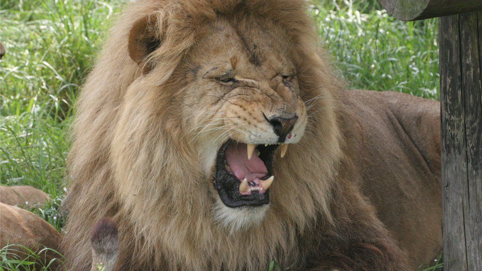 In pictures: 40 years of the West Midland Safari Park - BBC News