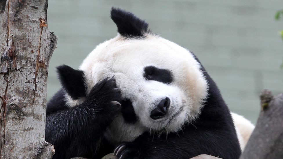 Glasgow University team aims to help develop 'formula milk' for pandas ...