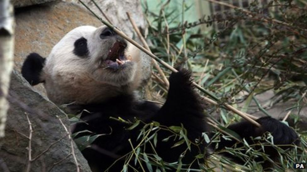 How do you get a panda pregnant? - BBC News