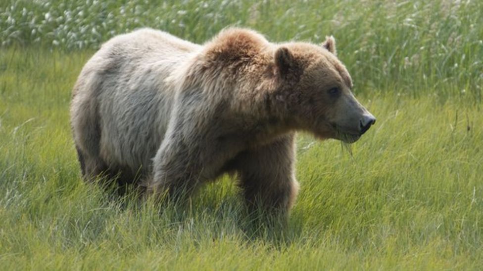 Have you ever heard of a 'pizzly' bear? - BBC Newsround