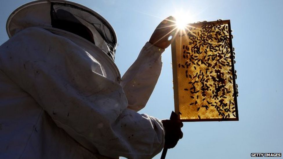 Scientific opinions differ on bee pesticide ban - BBC News
