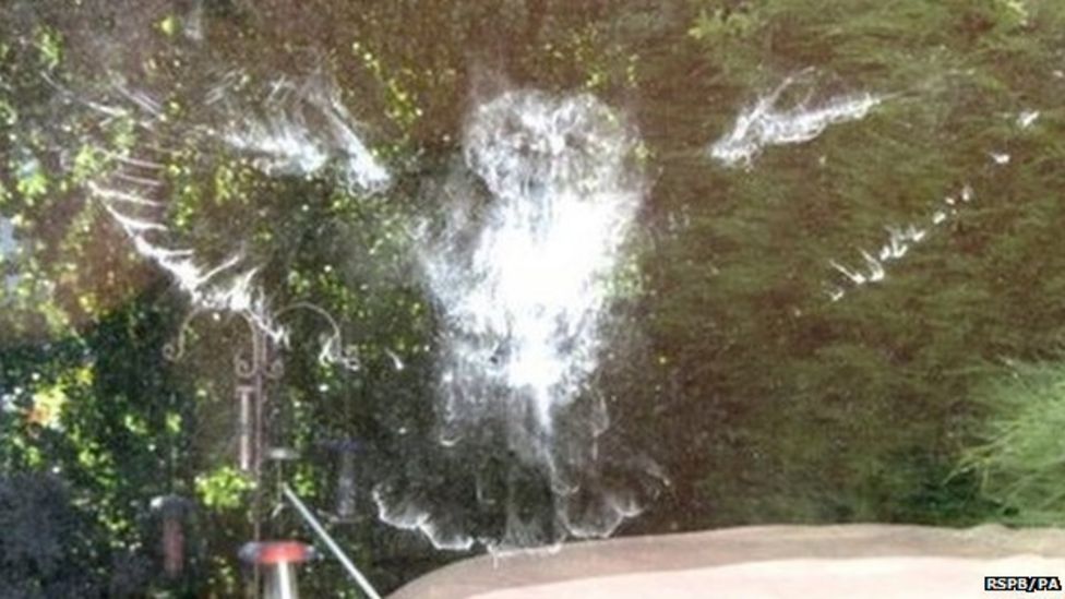 How many birds are killed by windows? - BBC News