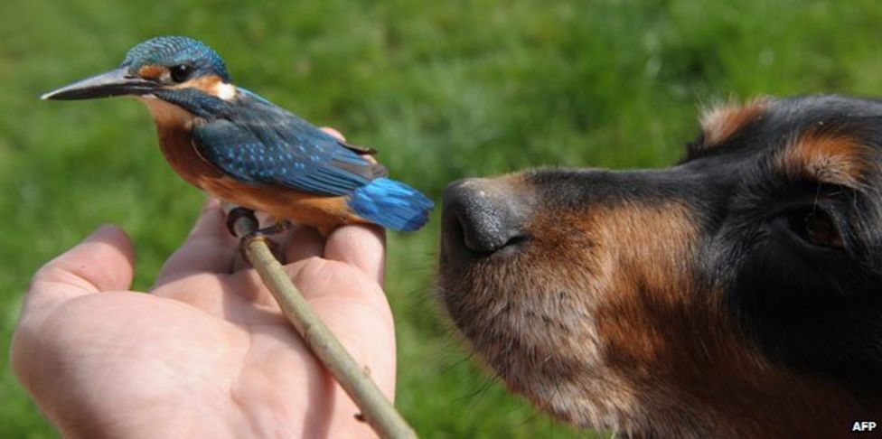 How many birds are killed by windows? - BBC News