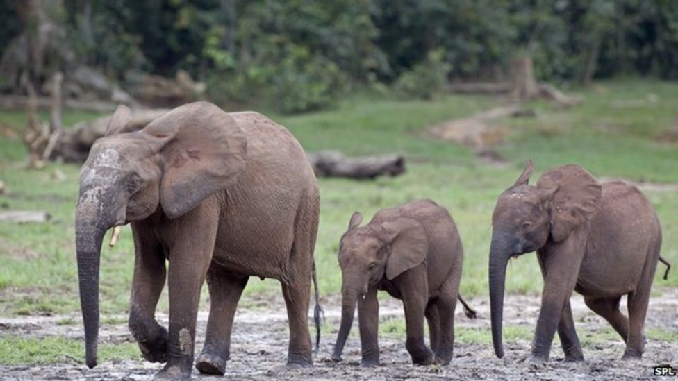 Fears of forest elephant slaughter in Central Africa - BBC News