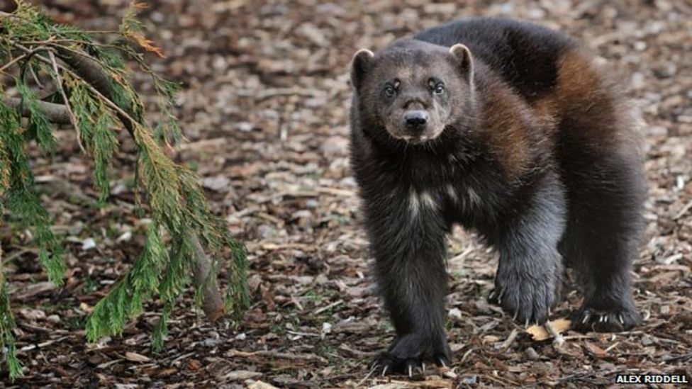Edinburgh Zoo's wolverines relocated to Highland park - BBC News