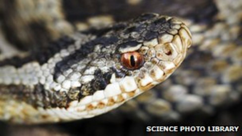 Adders tagged in South Downs conservation scheme - BBC News