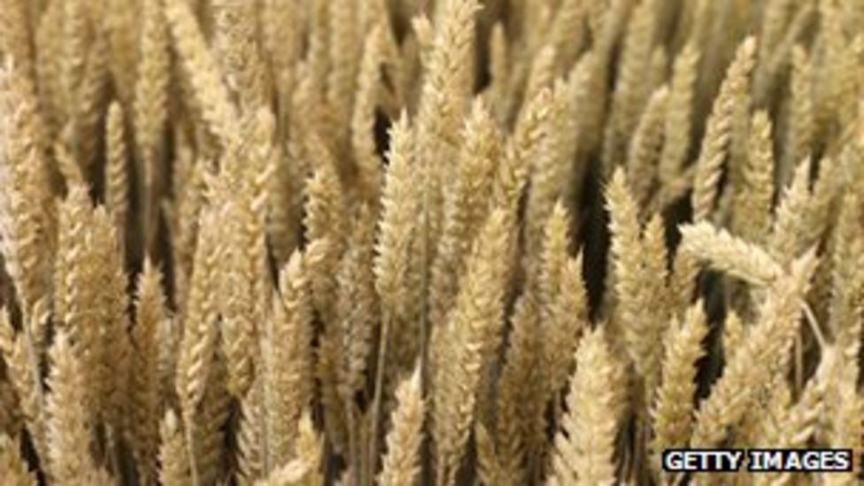 Cambridge-based scientists develop 'superwheat' - BBC News